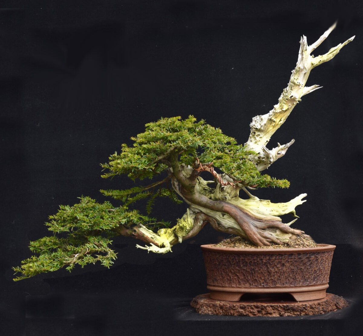 Style Semi-cascade (Han-kengai) - Bonsai Club Montpellier Herault